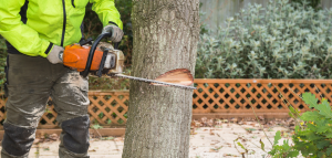 Residential timber trespass in Washington – liability | Gillett Law Firm