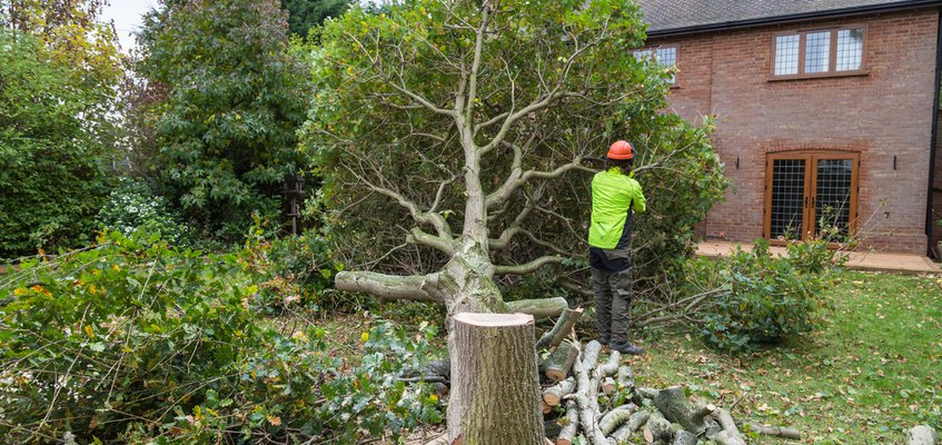 Court of appeals says liability for timber trespass is joint and ...